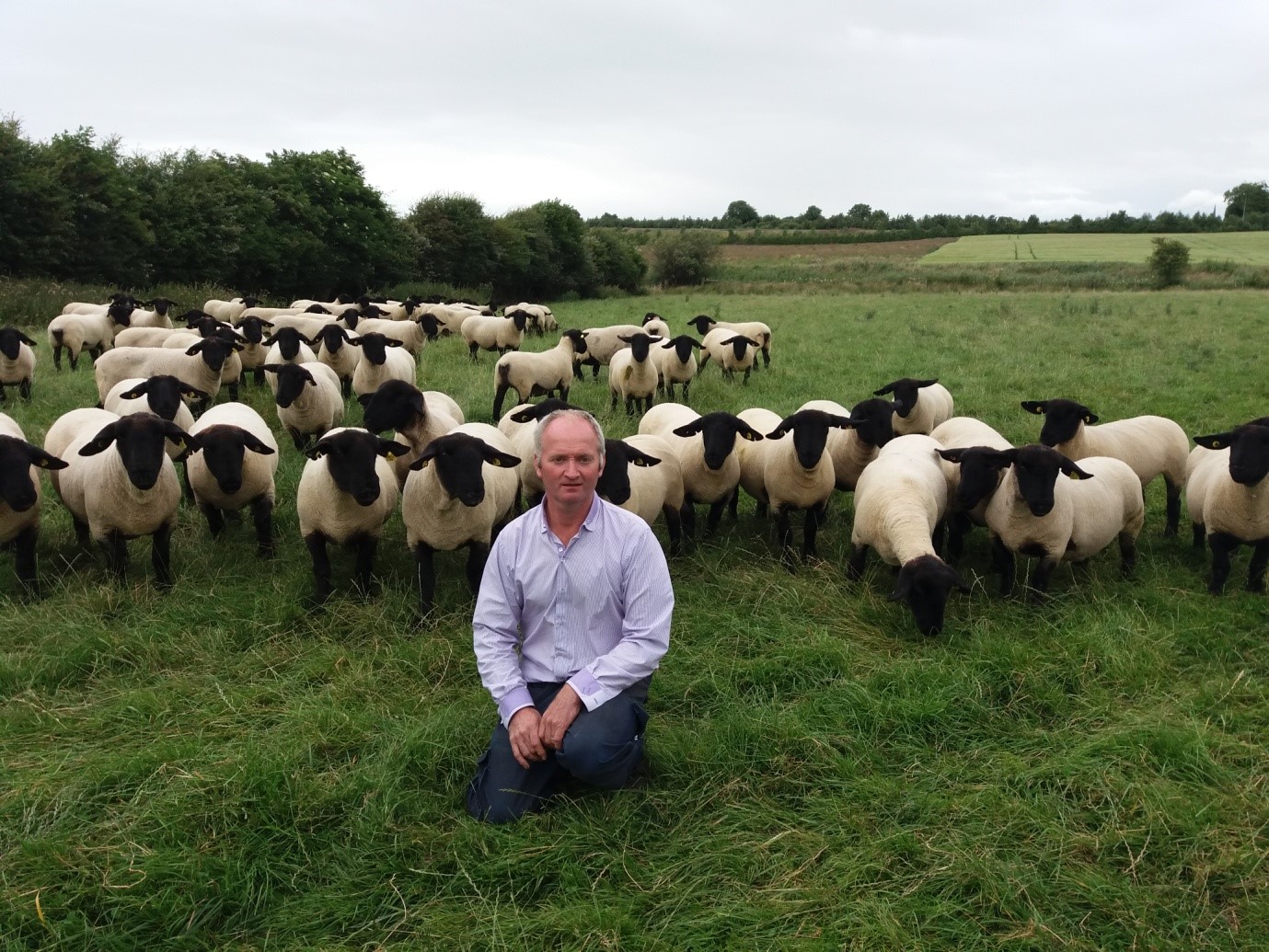 South of Ireland Flock Competition - 2018 - Irish Suffolk Sheep