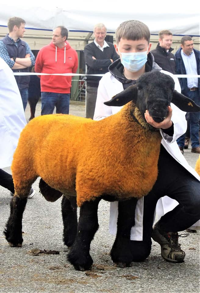 Young Breeder Focus - 2021 - Irish Suffolk Sheep