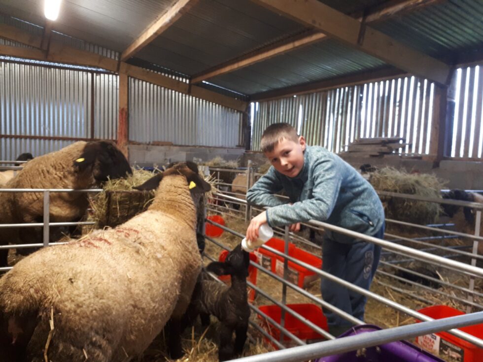 Young Breeder Focus - 2021 - Irish Suffolk Sheep