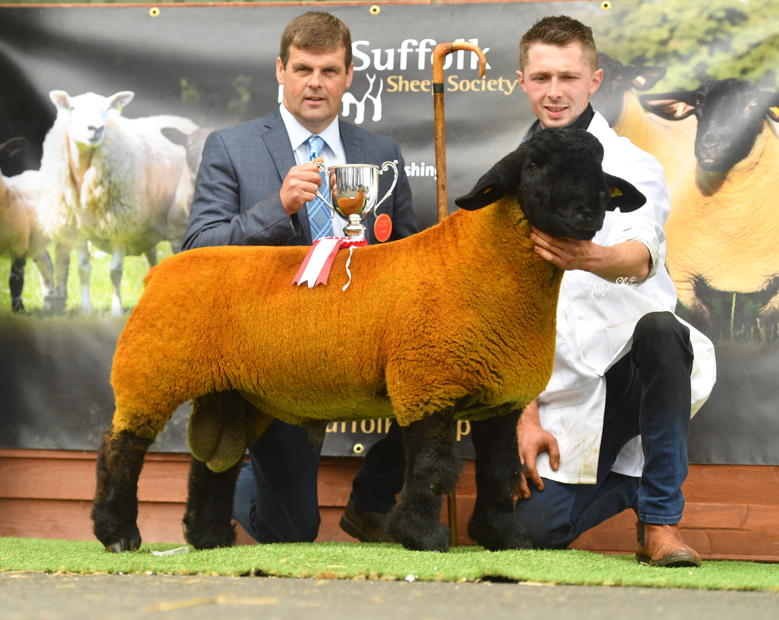 PREMIER SHOW & SALE 2022 REPORT - Irish Suffolk Sheep