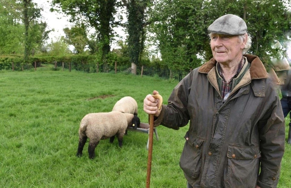 LATEST NEWS - Irish Suffolk Sheep