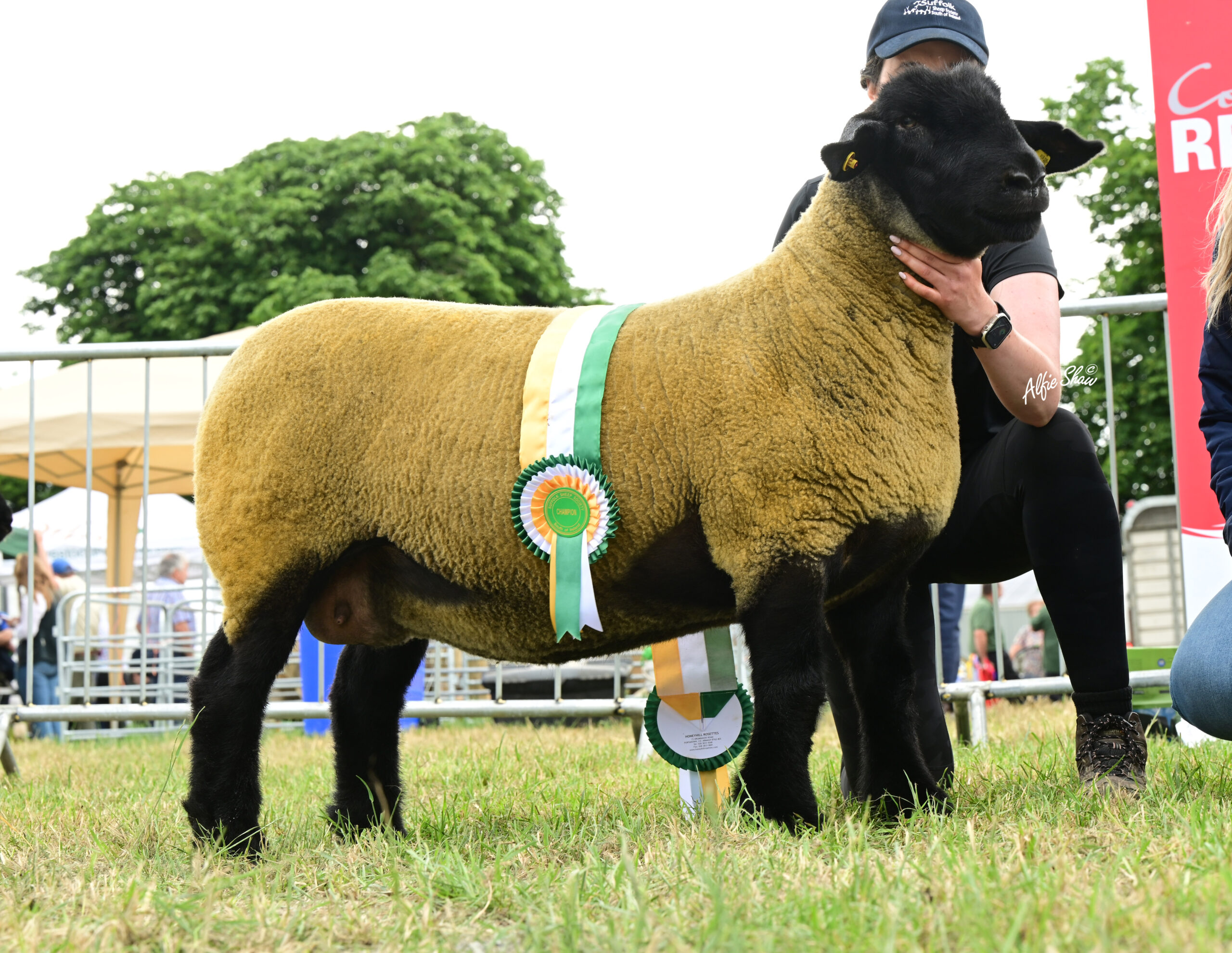 THE SUN SHINES ON NATIONAL SUFFOLK CHAMPIONSHIPS - Irish Suffolk Sheep