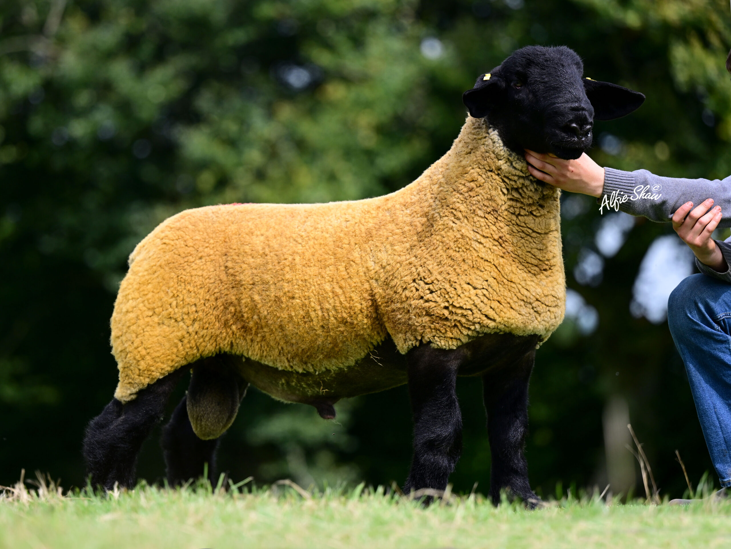 ENTHUSIASTIC YOUNG HANDLERS SHINE IN BLESSINGTON - Irish Suffolk Sheep